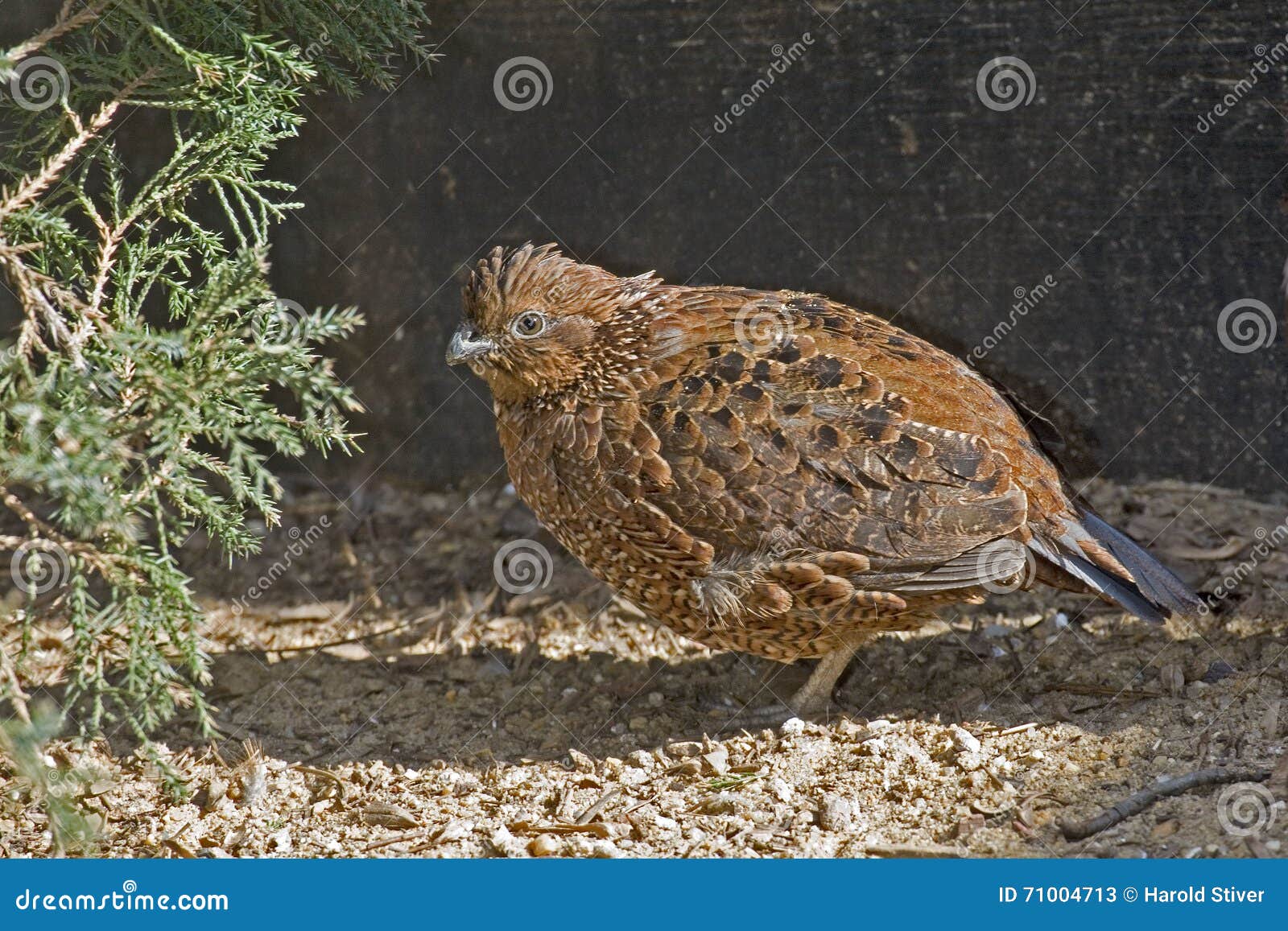 Rufous Form of the Northern Bobwhite, Colinus Virginianus Stock Image ...