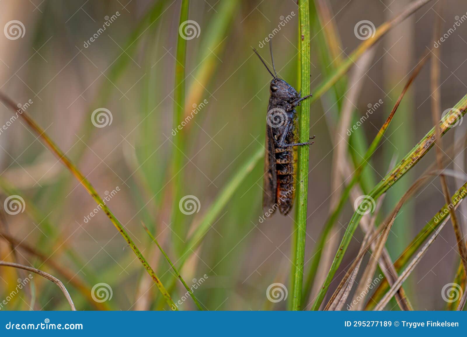 Rufous Grasshopper Gomphocerippus Rufus Sitting at a Sprout.. Stock ...