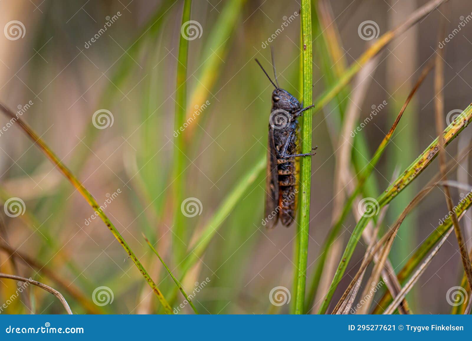 Rufous Grasshopper Gomphocerippus Rufus Sitting at a Sprout.. Stock ...