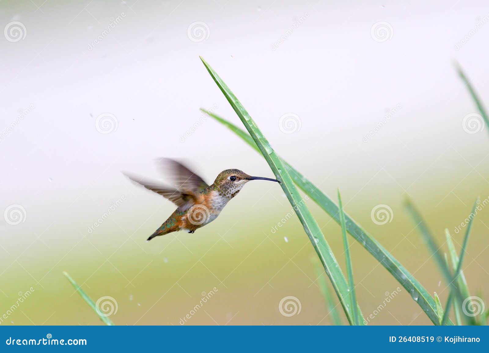Rufous Hummingbird stock image. Image of nature, wing - 26408519