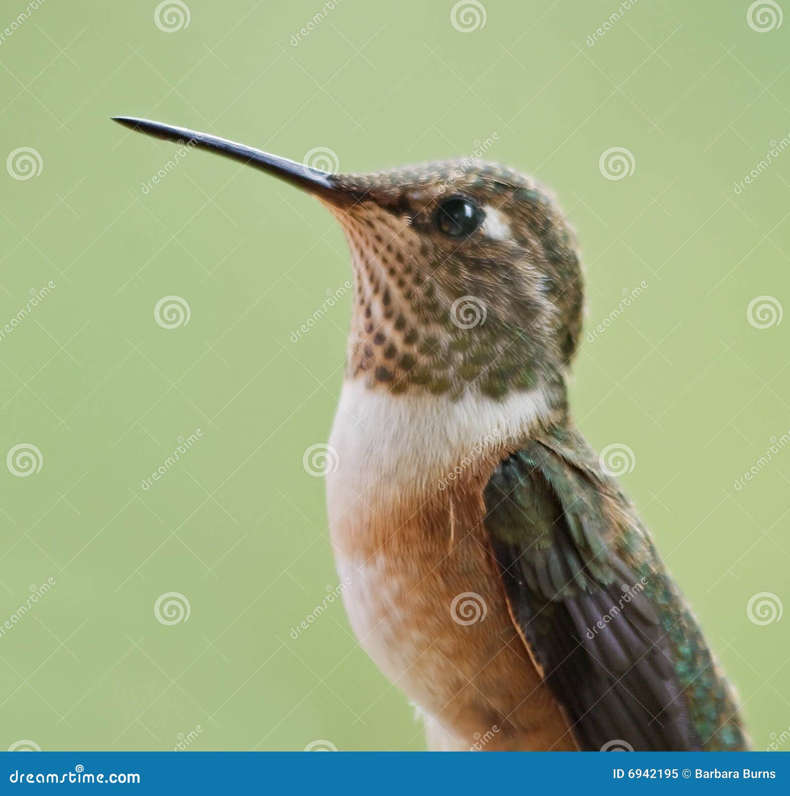 Rufous Hummingbird stock image. Image of cute, rufous - 6942195