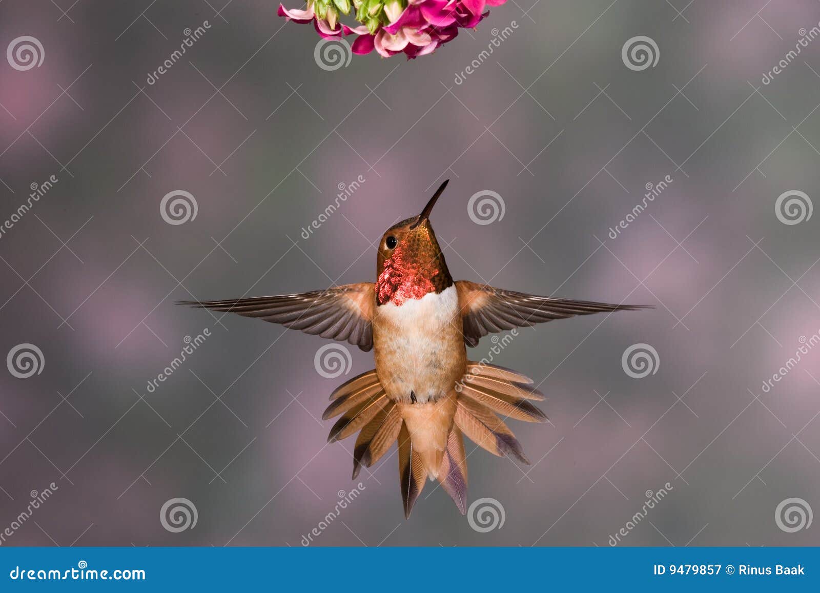 Rufous Hummingbird stock image. Image of feathers, hummingbird - 9479857
