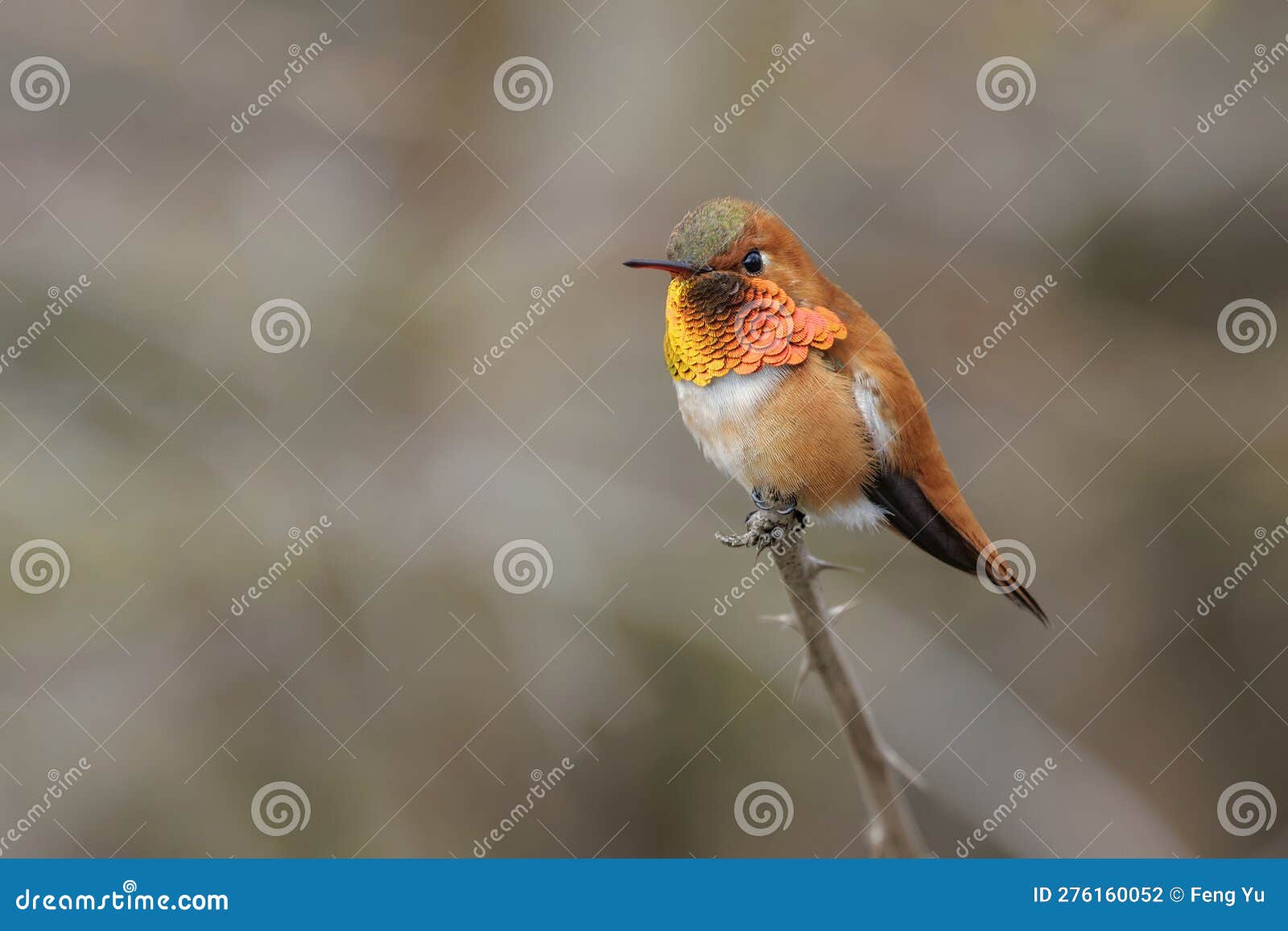 Rufous Hummingbird bird stock photo. Image of bird, animal - 276160052