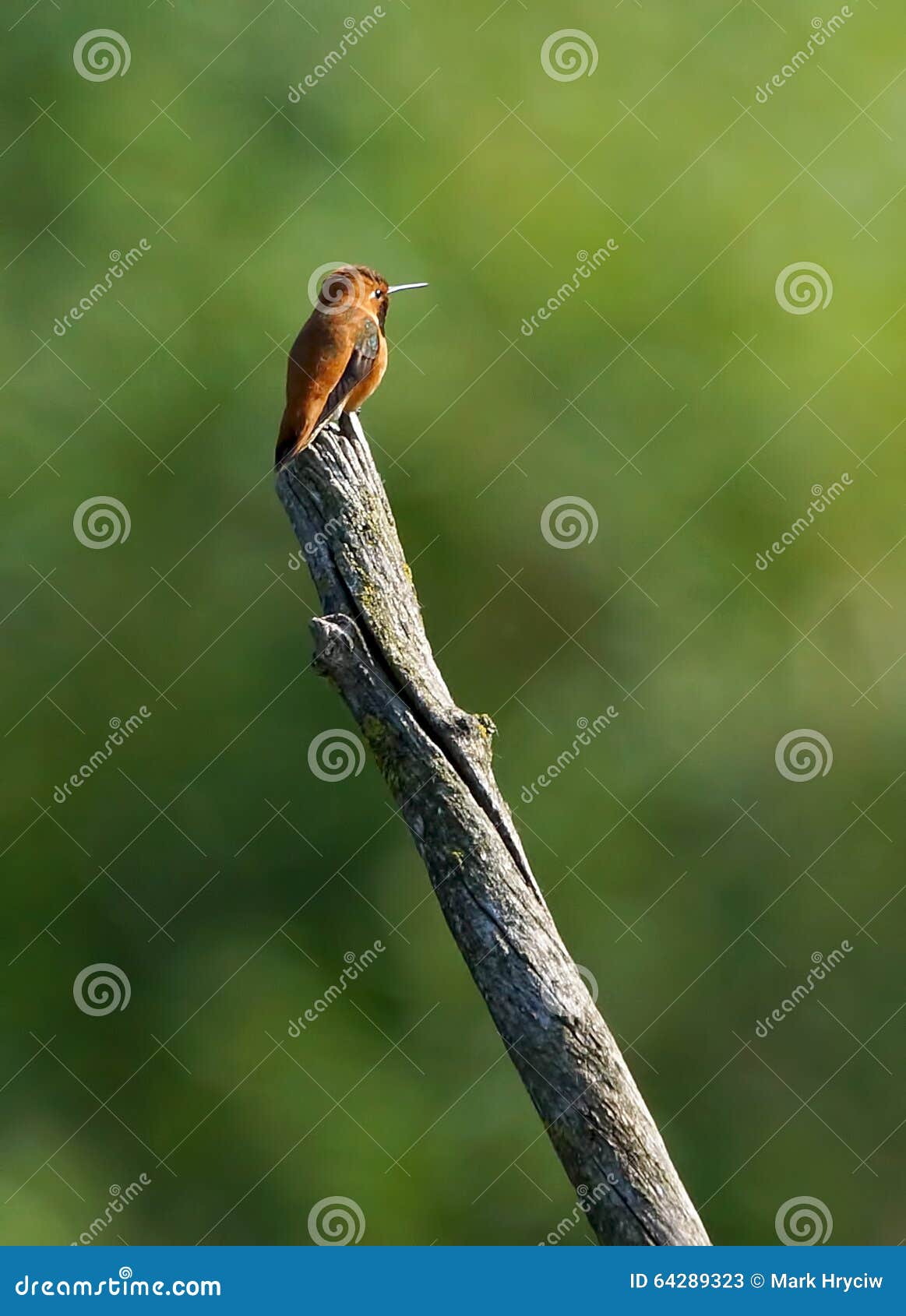 Rufous Hummingbird - Selasphorus Rufus Stock Image - Image of bird ...
