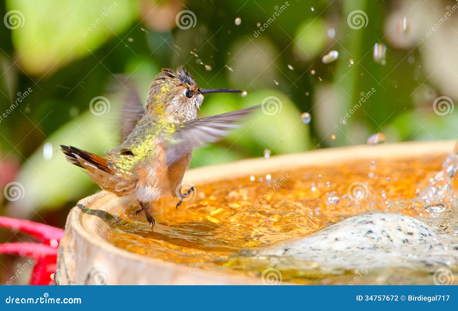 Rufous Hummingbird Dancing in the Bird Bath Stock Photo - Image of ...