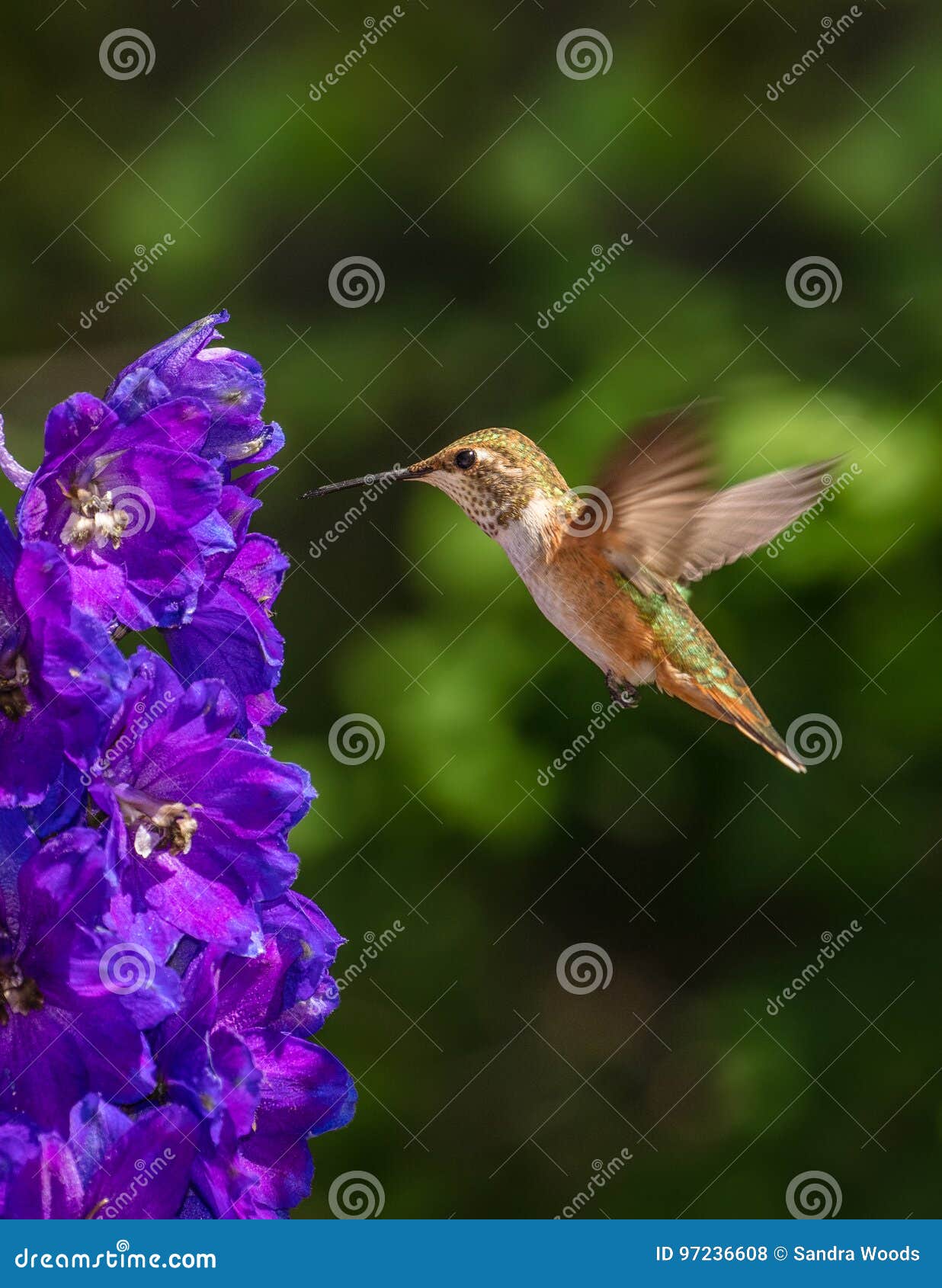 Rufous Hummingbird and Delphinium - Vertical Stock Photo - Image of ...