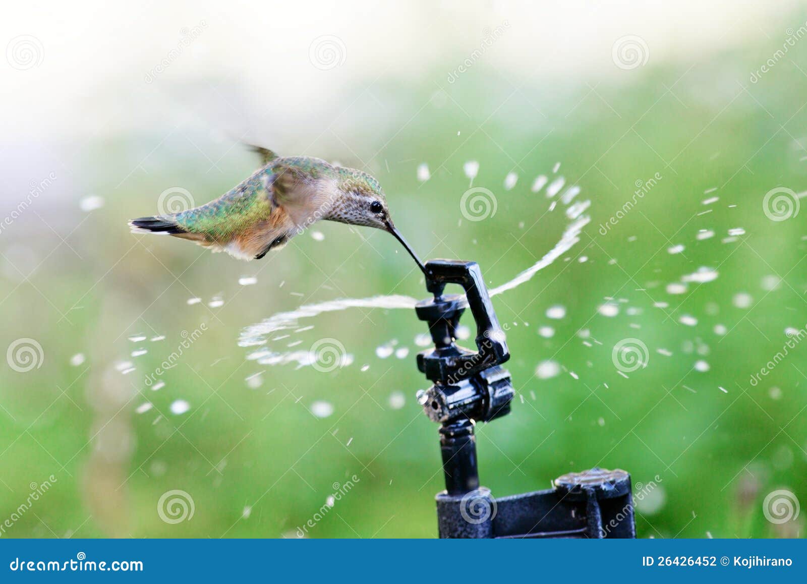 Rufous Hummingbird Drinks from Sprinkler Stock Photo - Image of ...