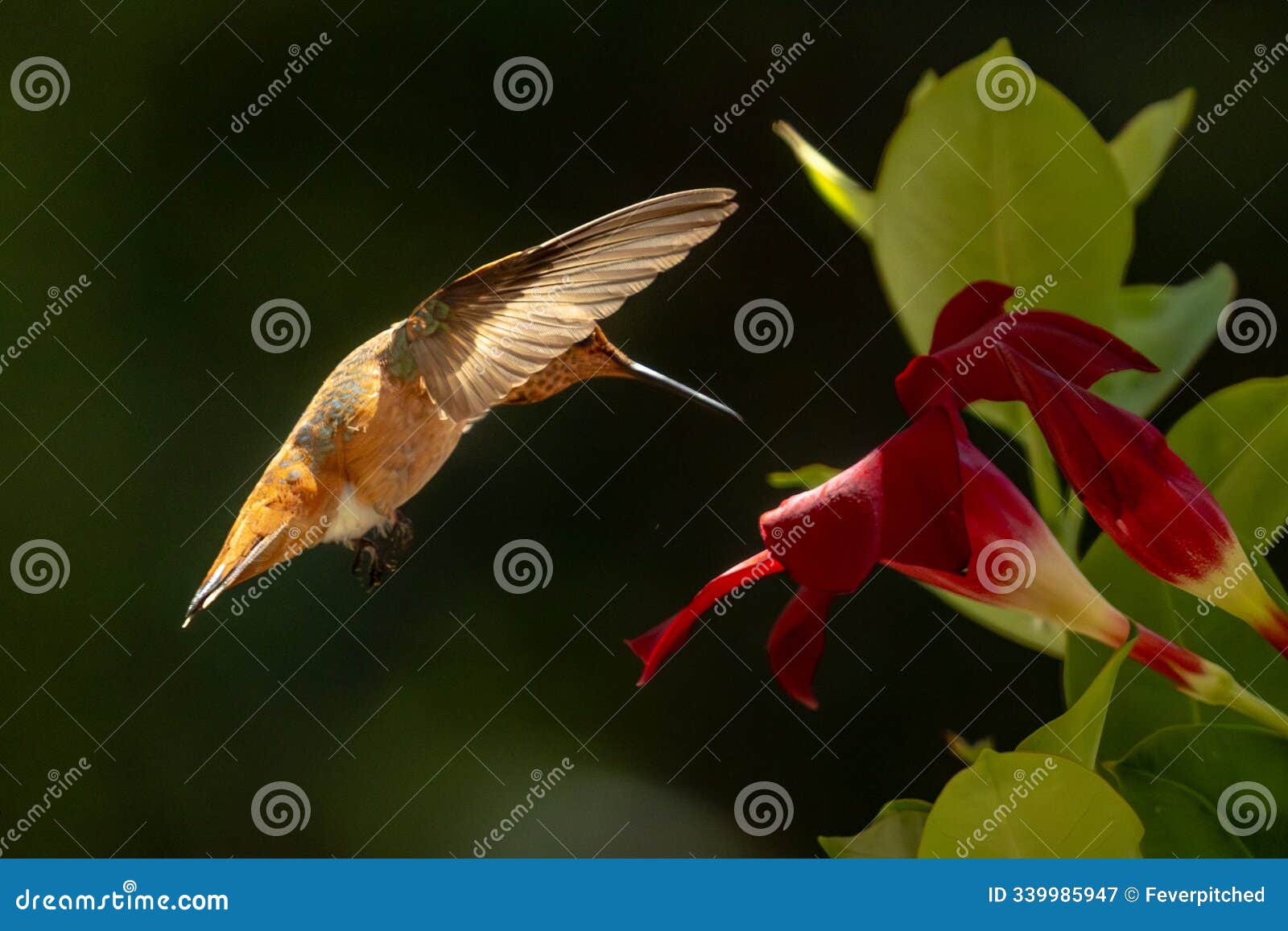 Rufous Hummingbird Enjoying the Red Mandevilla Stock Image - Image of ...
