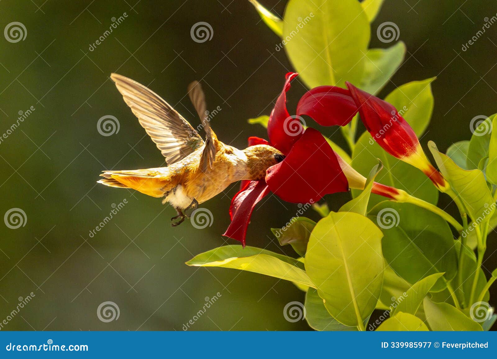 Rufous Hummingbird Enjoying the Red Mandevilla Stock Image - Image of ...