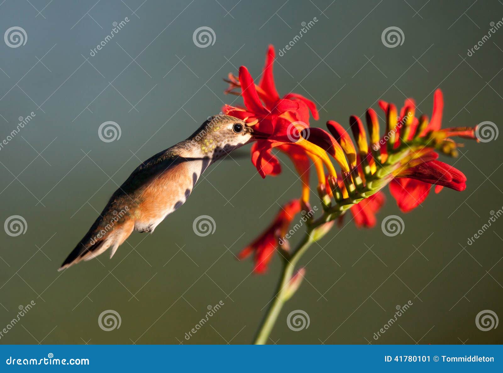 Rufous Hummingbird feeding stock image. Image of feeding - 41780101