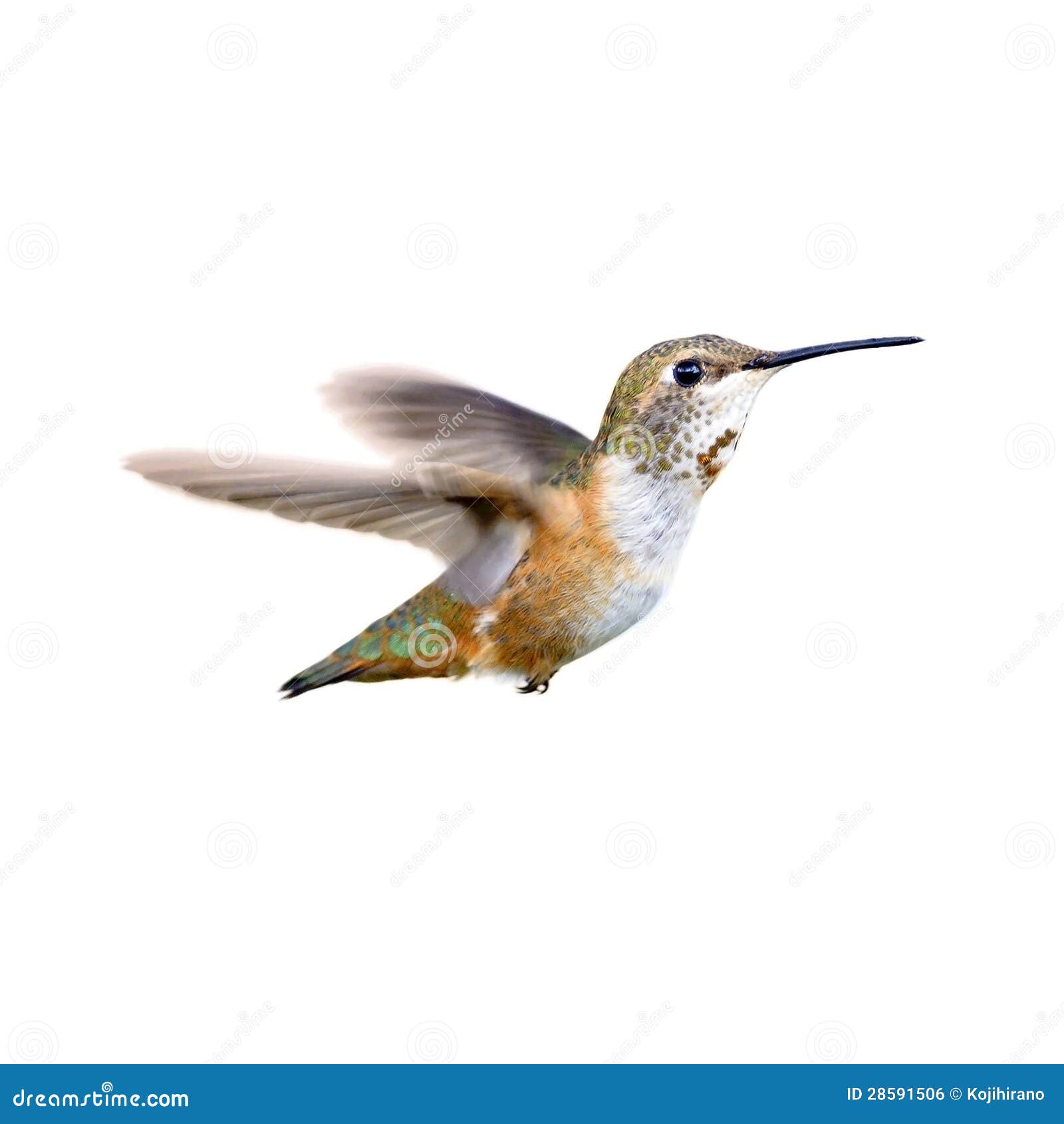 Rufous Hummingbird in Flight Stock Photo - Image of feather, wildlife ...