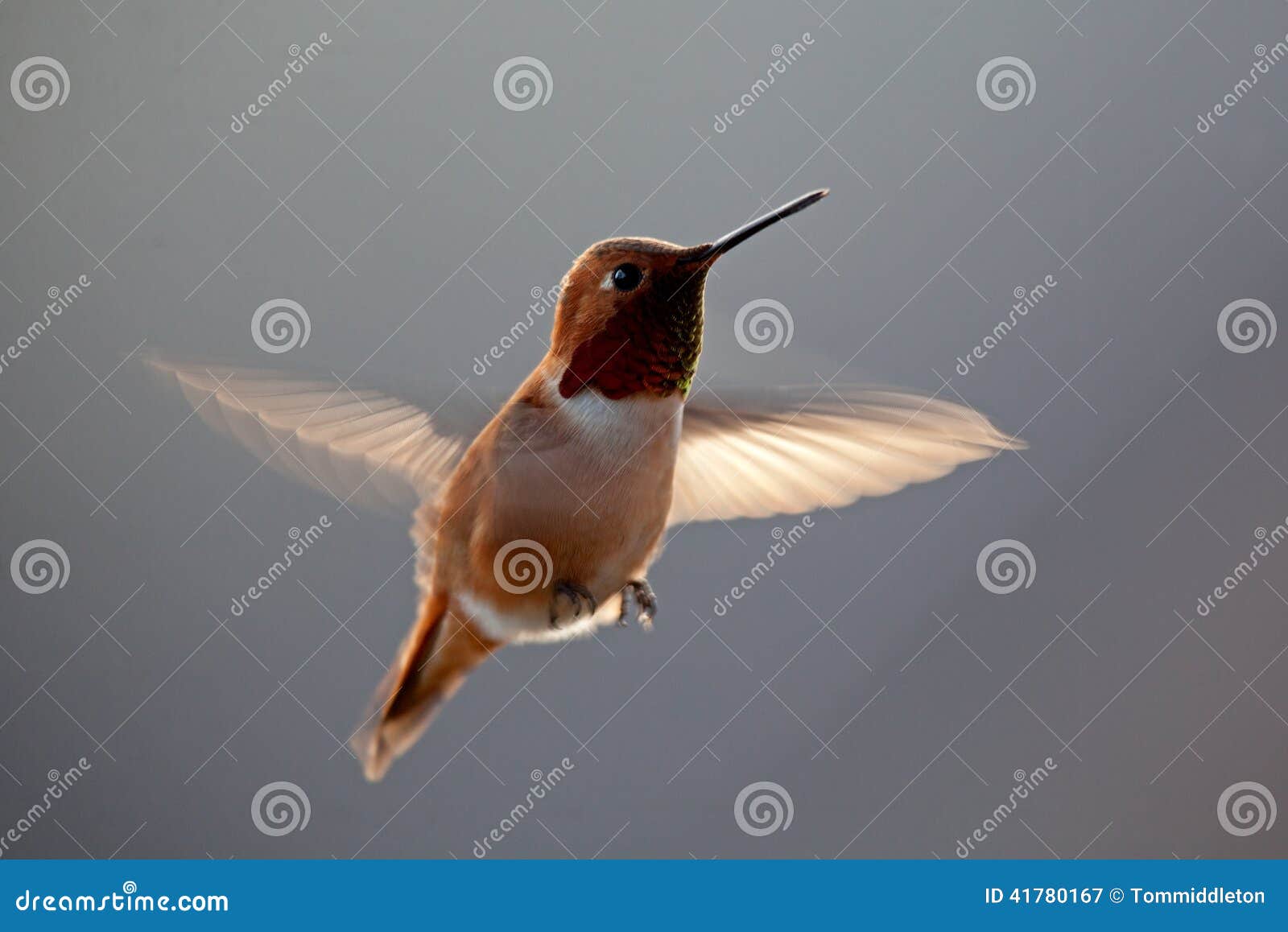 Rufous Hummingbird flying stock image. Image of rufous - 41780167
