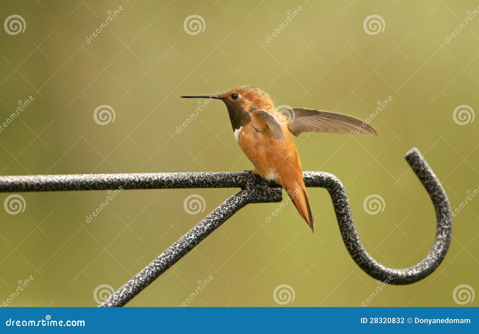 Rufous hummingbird male stock photo. Image of hummingbird - 28320832