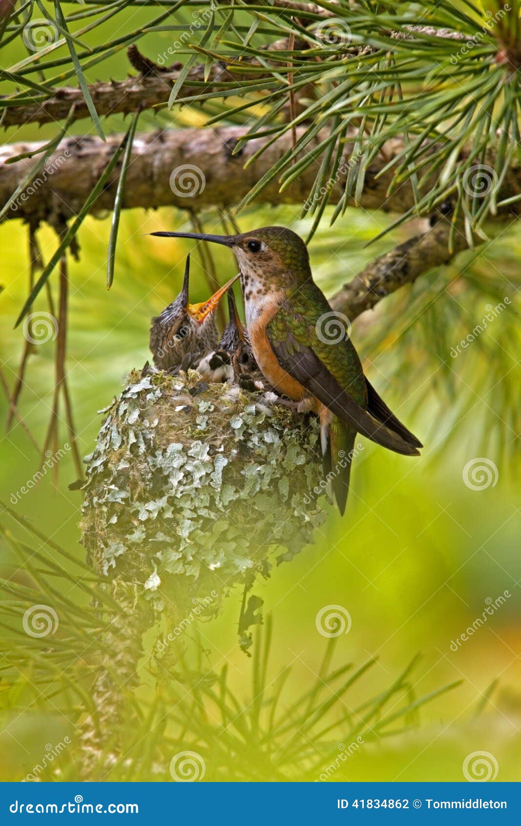 Rufous Hummingbird at Nest with Young Stock Photo - Image of ...