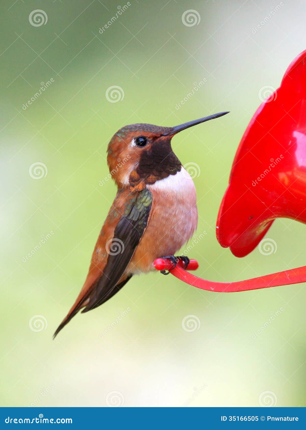 Rufous Hummingbird Perched on a Feeder Stock Image - Image of ...