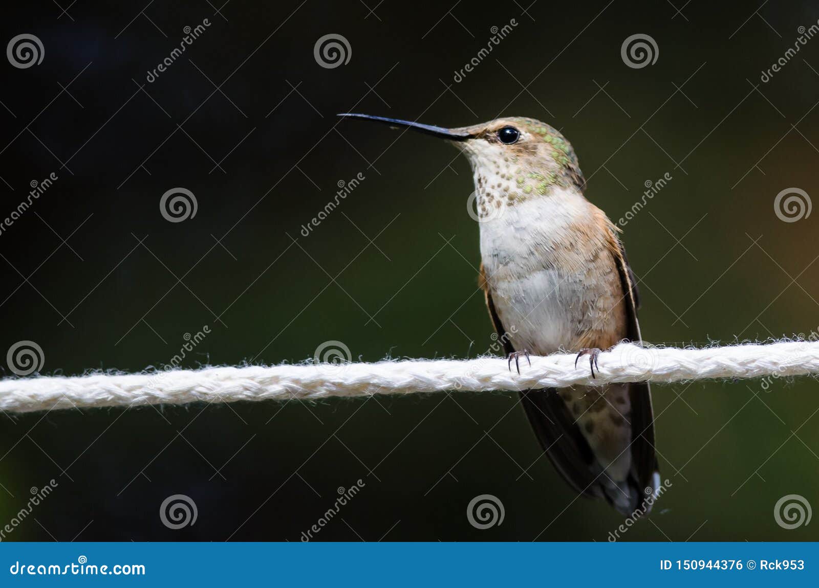 Rufous Hummingbird Perched on a Piece of White Clothesline Stock Photo ...