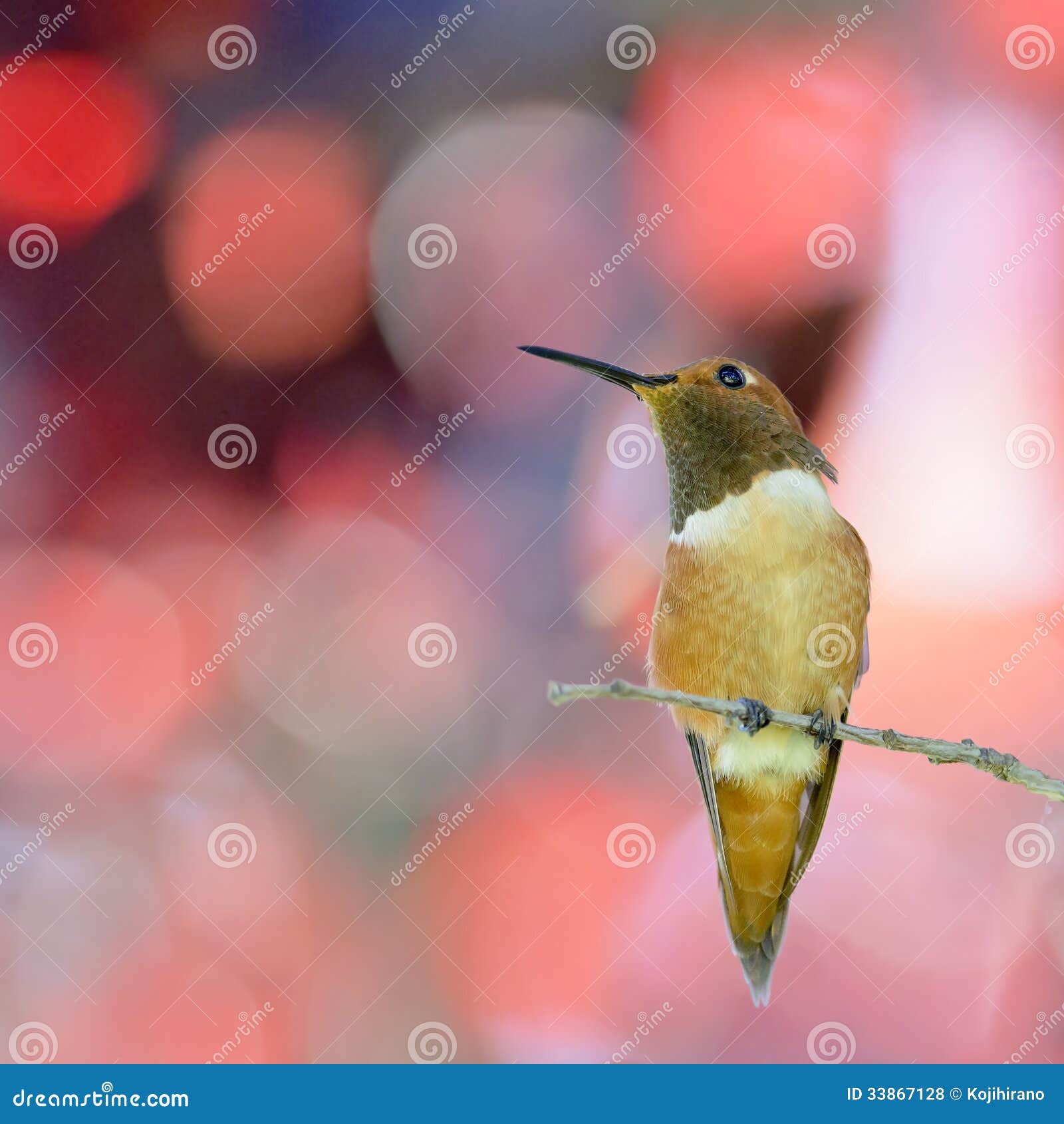 Rufous Hummingbird stock photo. Image of beak, nature - 33867128