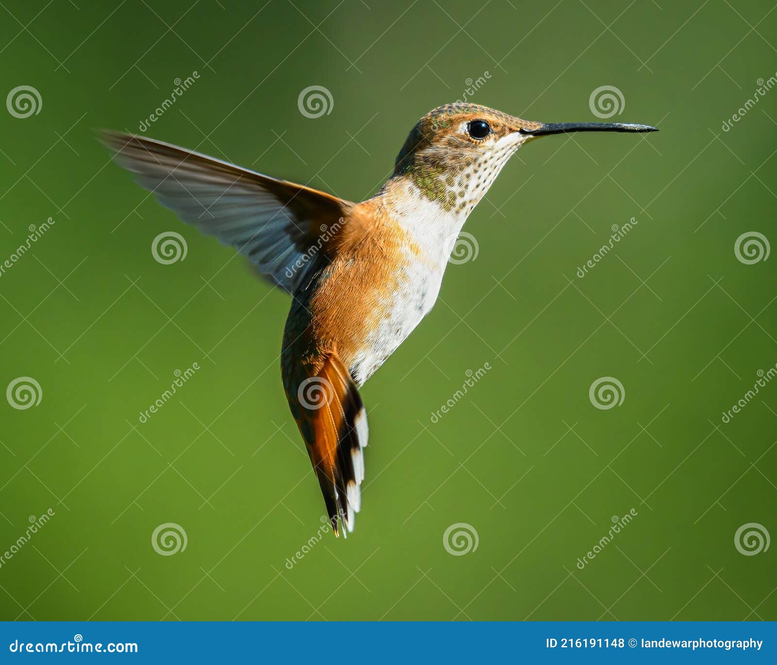 Rufous Hummingbird in Profile with Wings Back Stock Photo - Image of ...