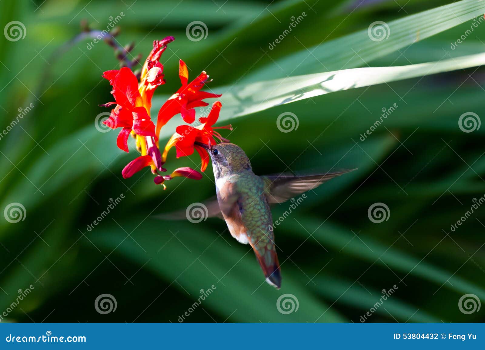 Rufous Hummingbird stock photo. Image of bird, nature - 53804432