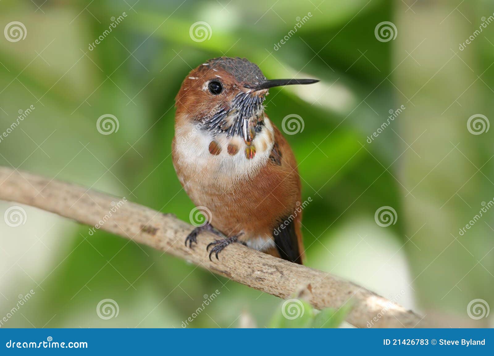 Rufous Hummingbird (Selasphorus Rufus) Stock Image - Image of wild ...