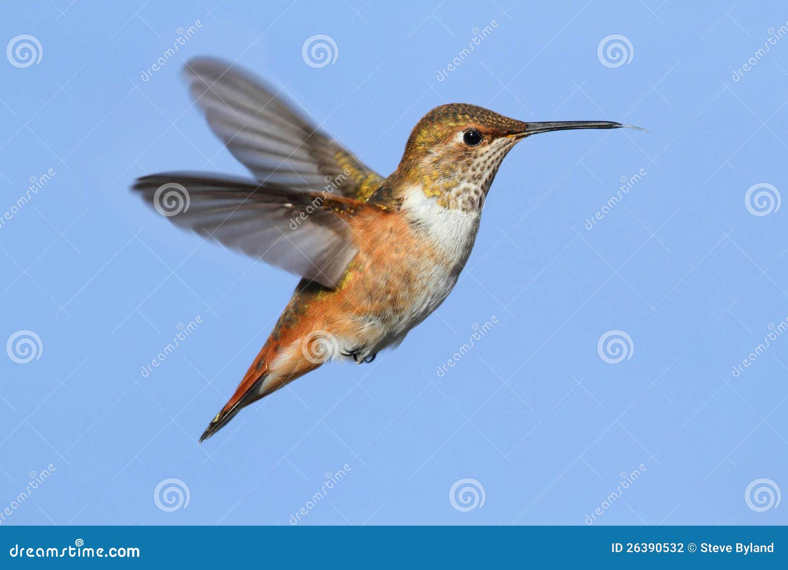 Rufous Hummingbird (Selasphorus Rufus) Stock Photo - Image of nature ...