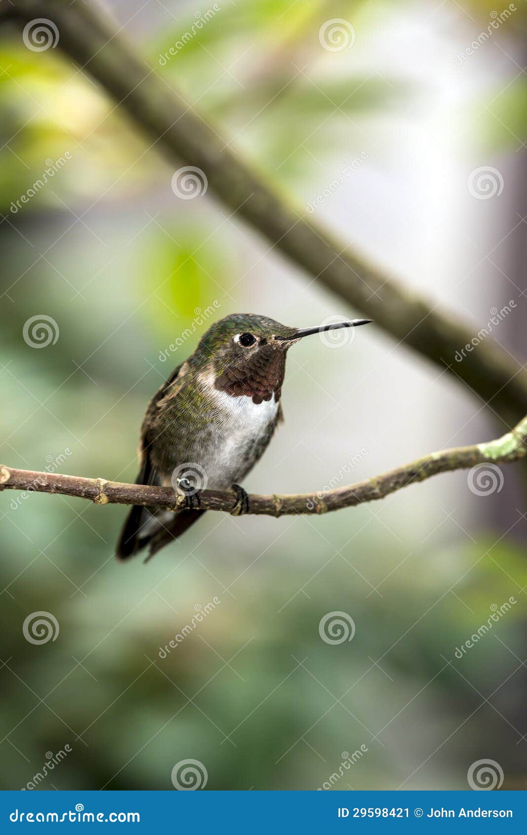 Rufous Hummingbird (Selasphorus Rufus) Stock Image - Image of tree ...