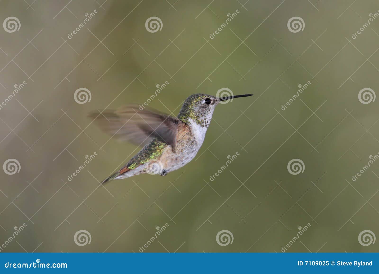 Rufous Hummingbird (Selasphorus Rufus) Stock Image - Image of feeder ...