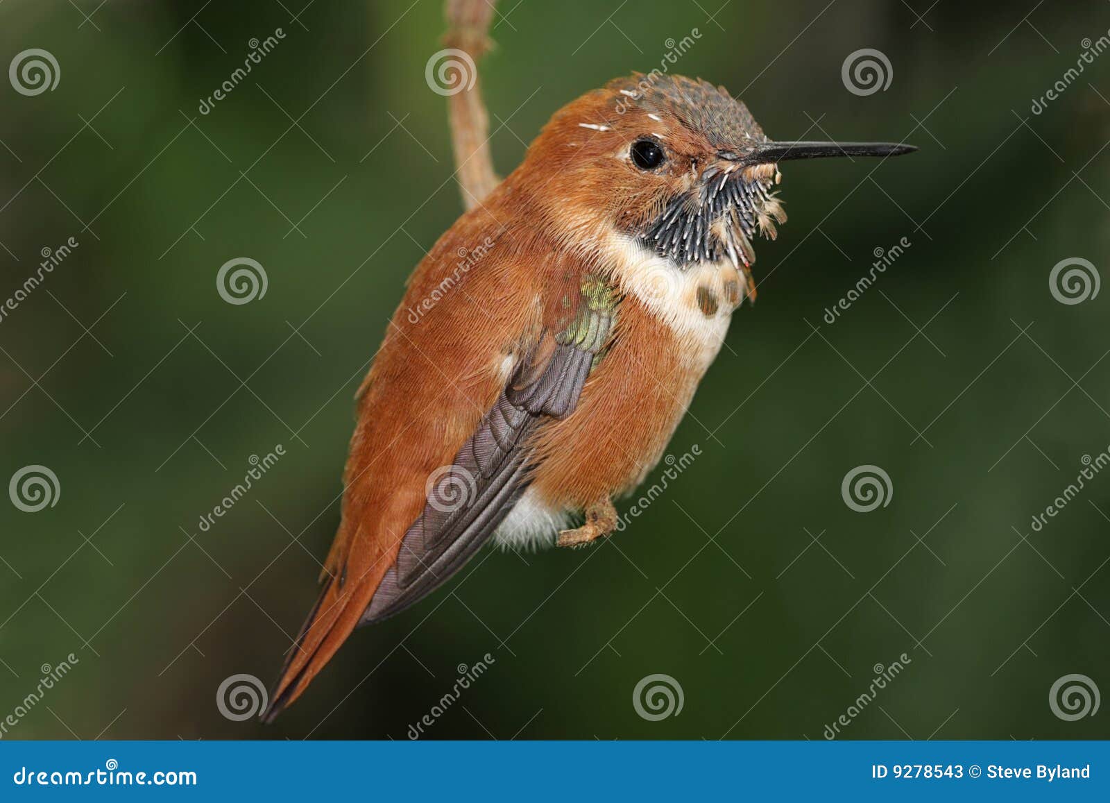 Rufous Hummingbird (Selasphorus Rufus) Stock Image - Image of bird ...