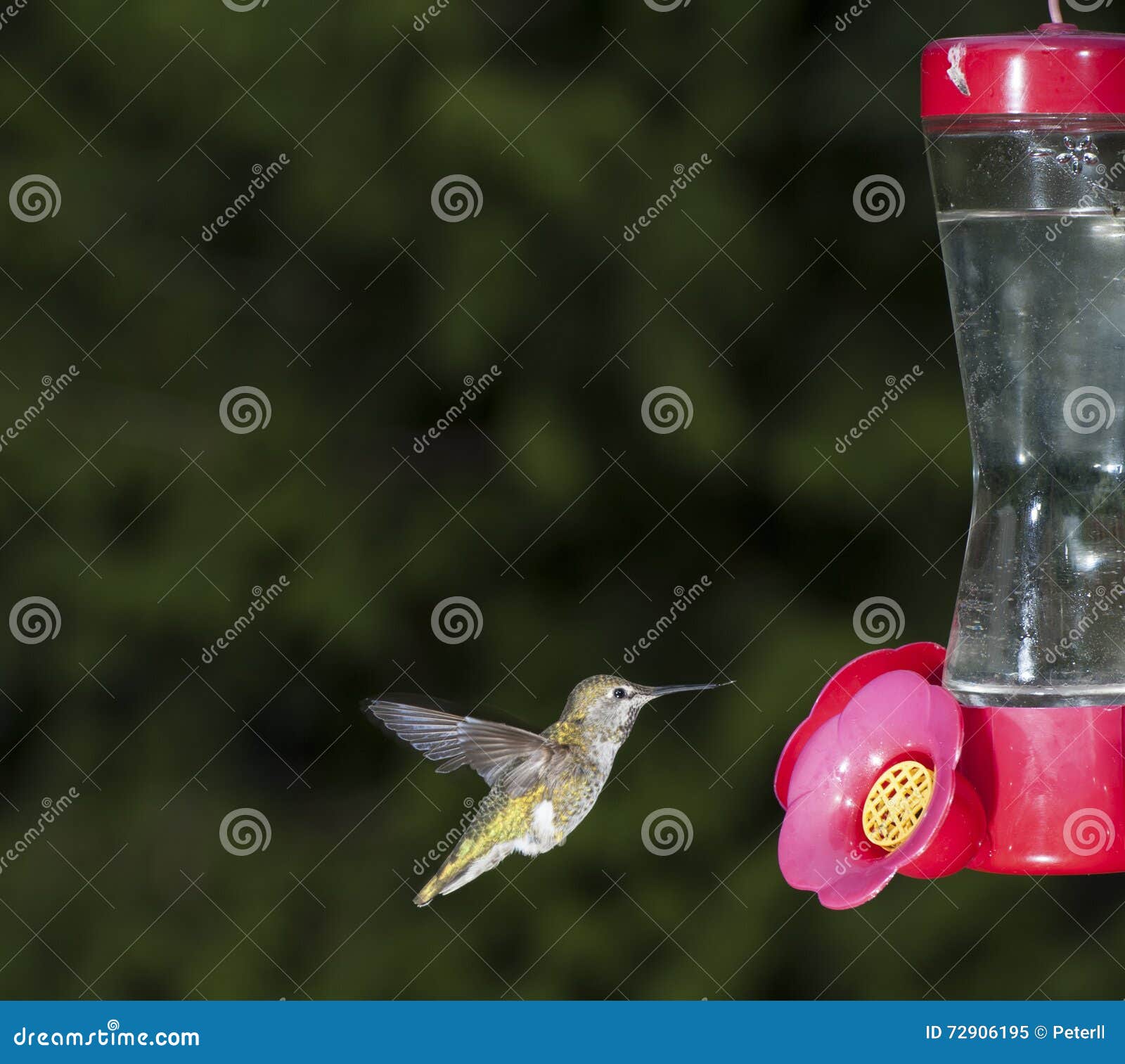 Rufous Hummingbird (Selasphorus Rufus) Stock Image - Image of flying ...