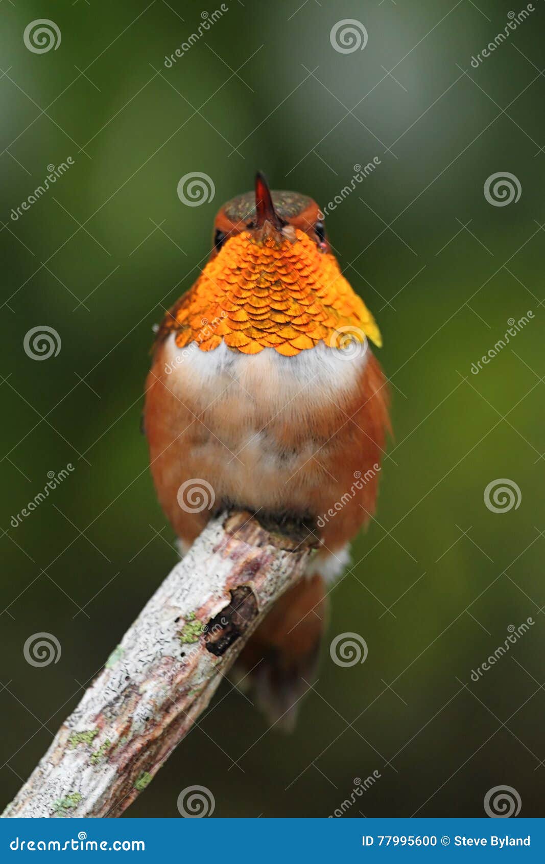 Rufous Hummingbird (Selasphorus Rufus) Stock Photo - Image of nature ...