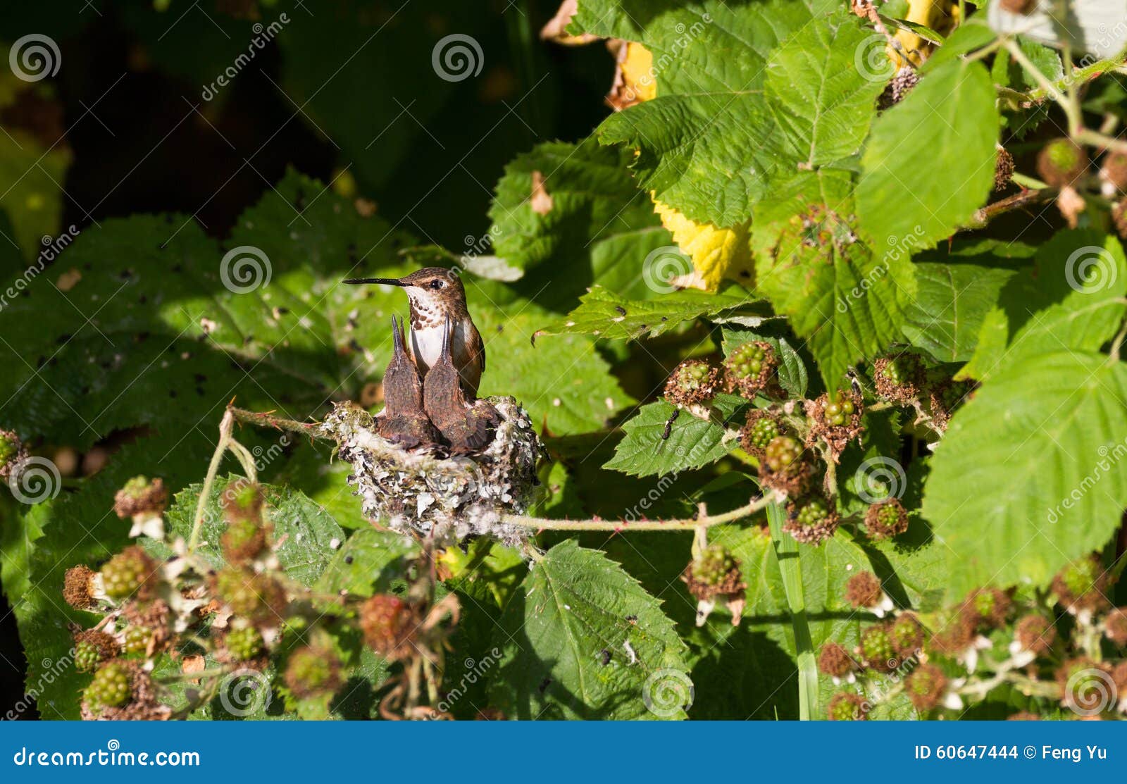 Rufous Hummingbird stock photo. Image of juvenile, chicks - 60647444
