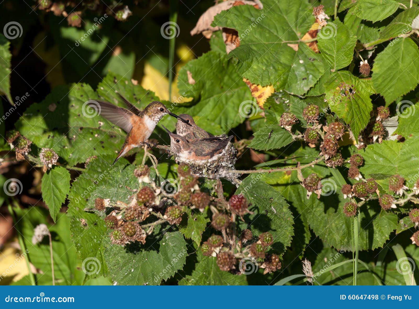 Rufous Hummingbird stock photo. Image of herb, bird, chicks - 60647498