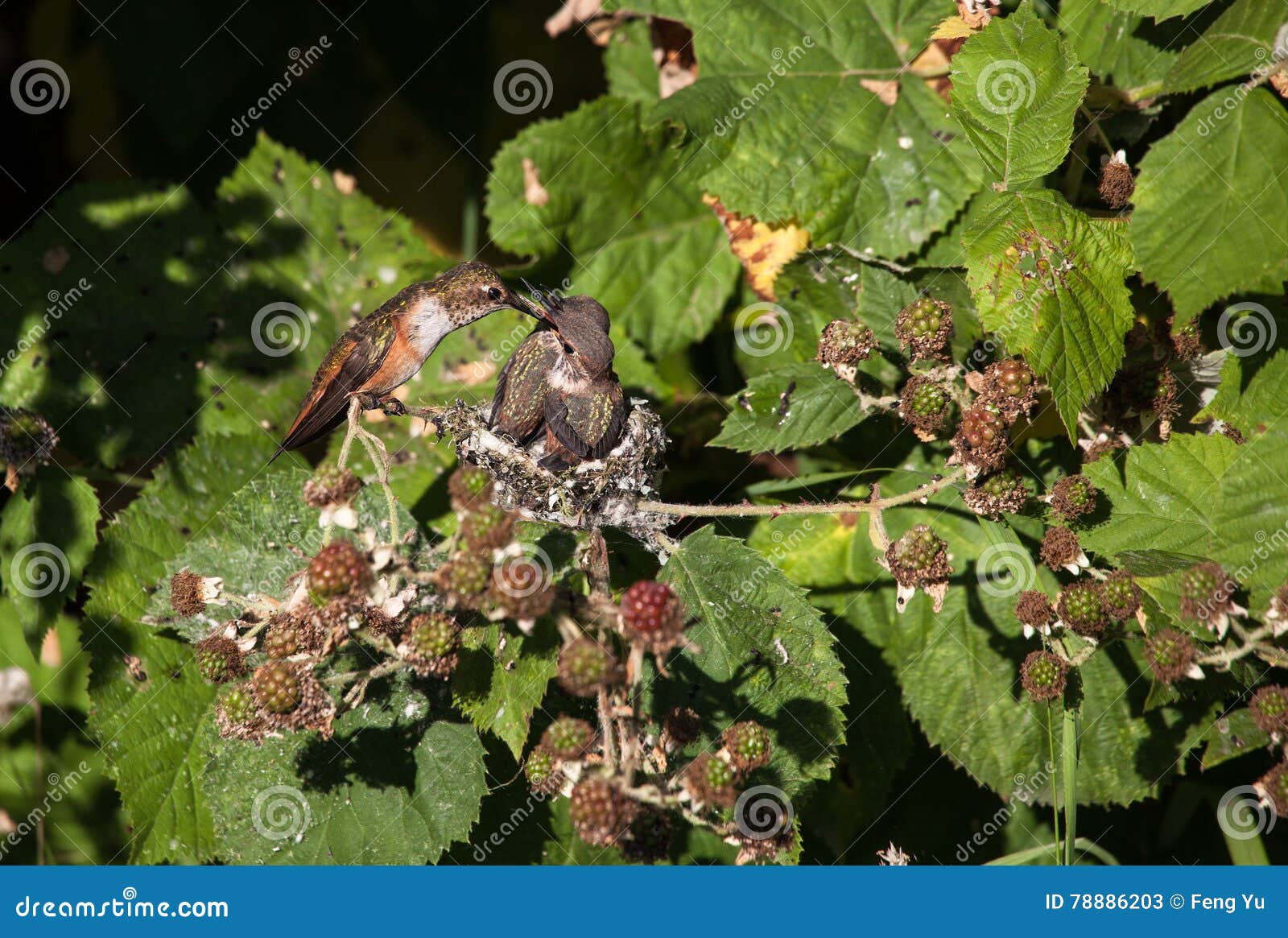 Rufous Hummingbird stock image. Image of wildlife, nature - 78886203