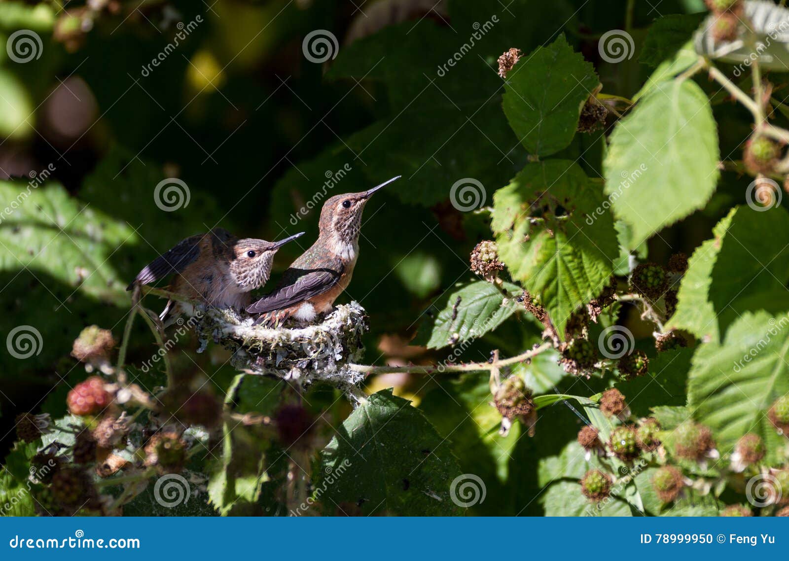 Rufous Hummingbird stock photo. Image of green, wildlife - 78999950