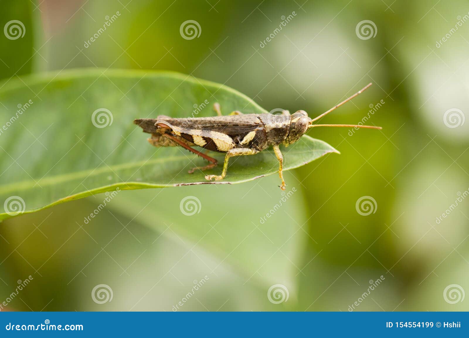 Rufous-legged Grasshopper Xenocatantops Humilis on Leaf Stock Image ...