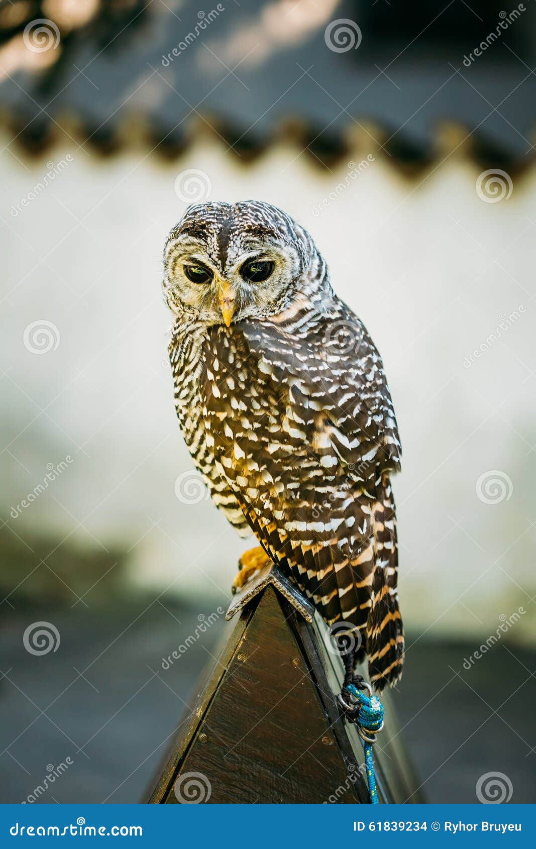 The Rufous-legged Owl - Strix Rufipes - is a Stock Photo - Image of ...