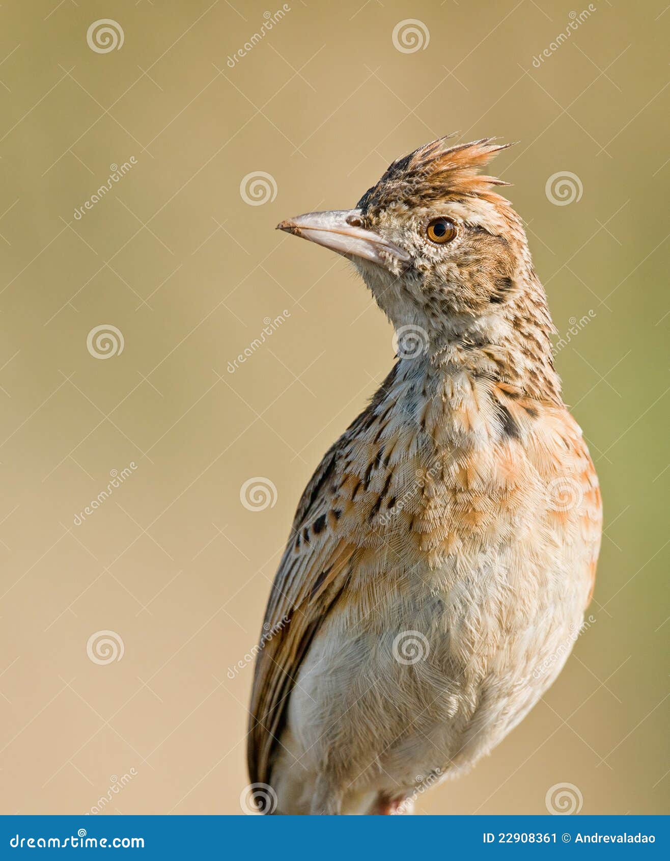Rufous Naped Lark stock image. Image of wildlife, wild - 22908361
