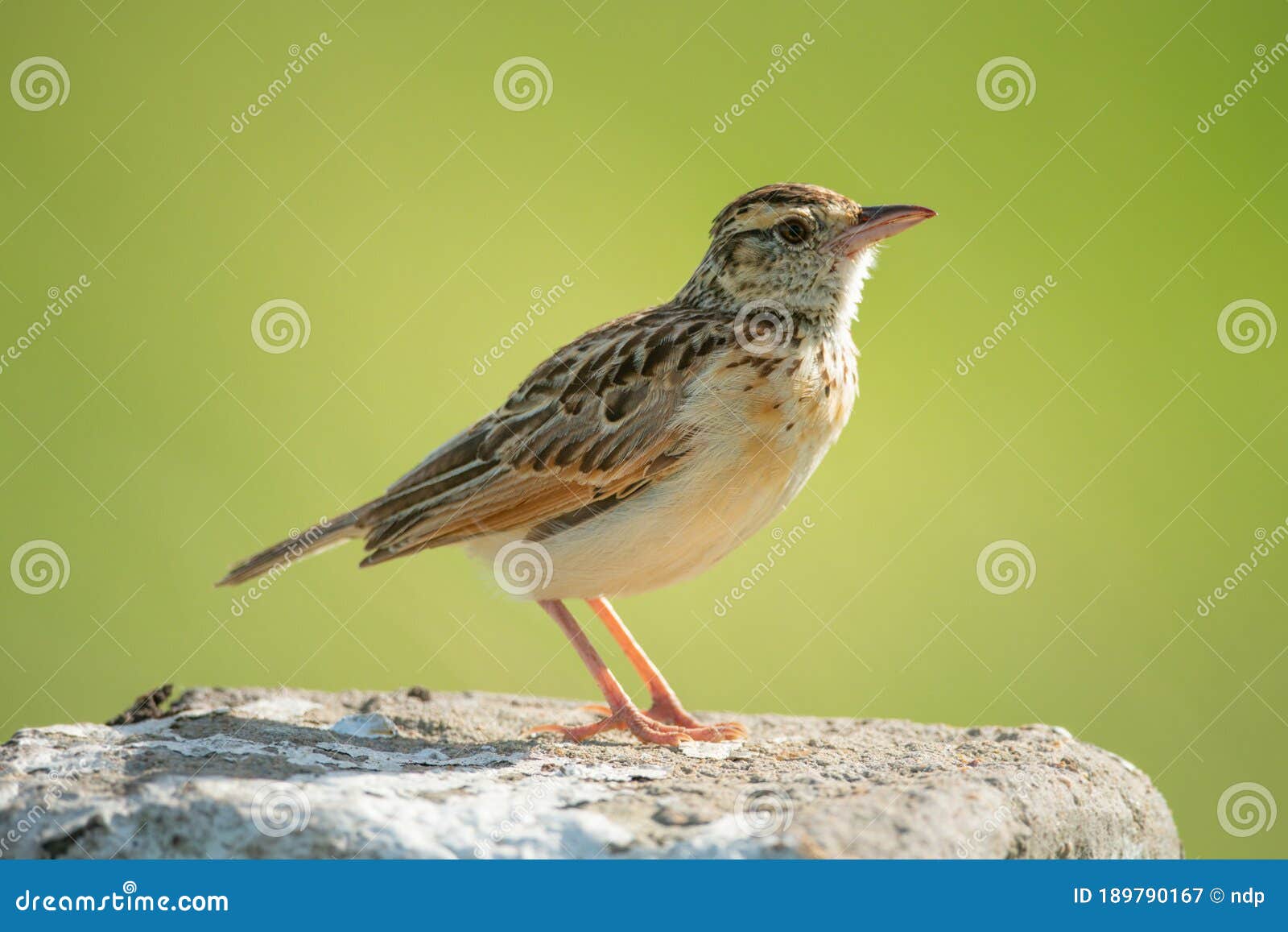 Rufous-naped Lark Perched on White Marker Post Stock Image - Image of ...