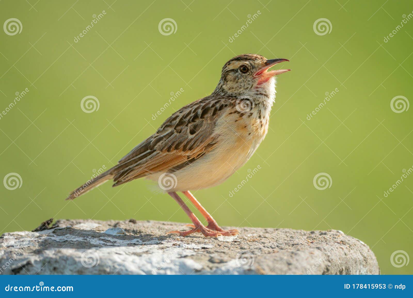 Rufous-naped Lark Sings on Post Facing Right Stock Image - Image of ...