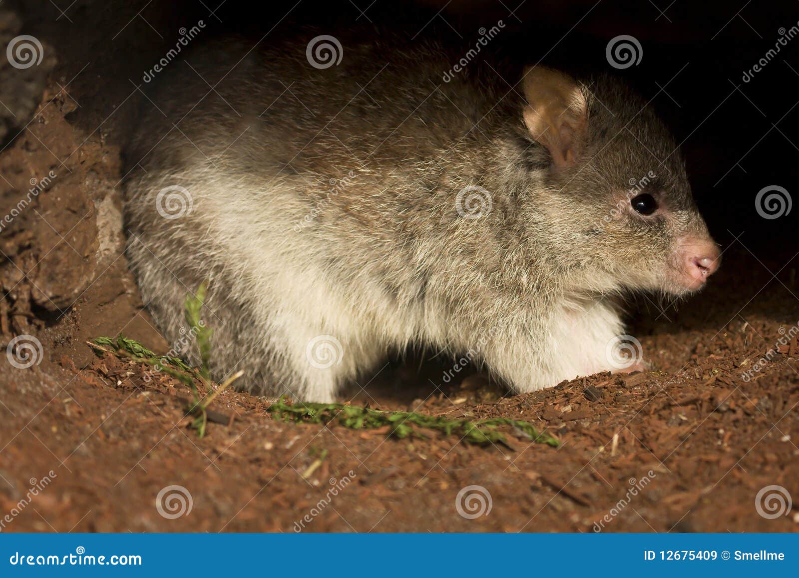 Rufous Rat kangaroo stock image. Image of endangered - 12675409