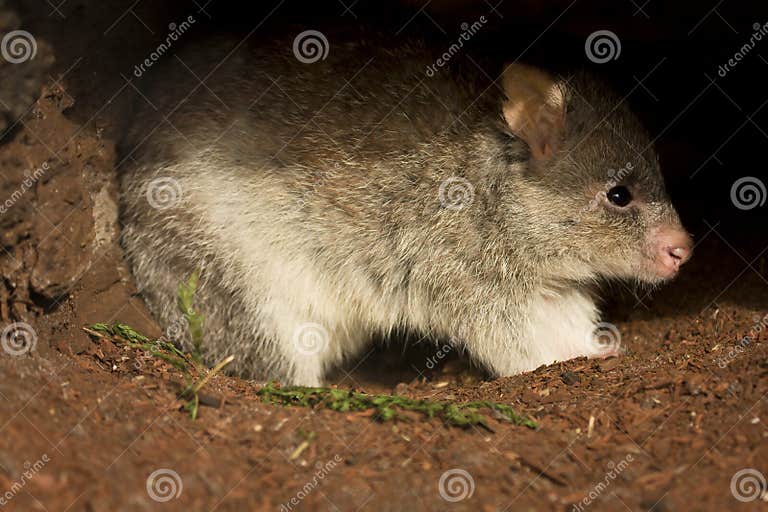 Rufous Rat kangaroo stock image. Image of endangered - 12675409