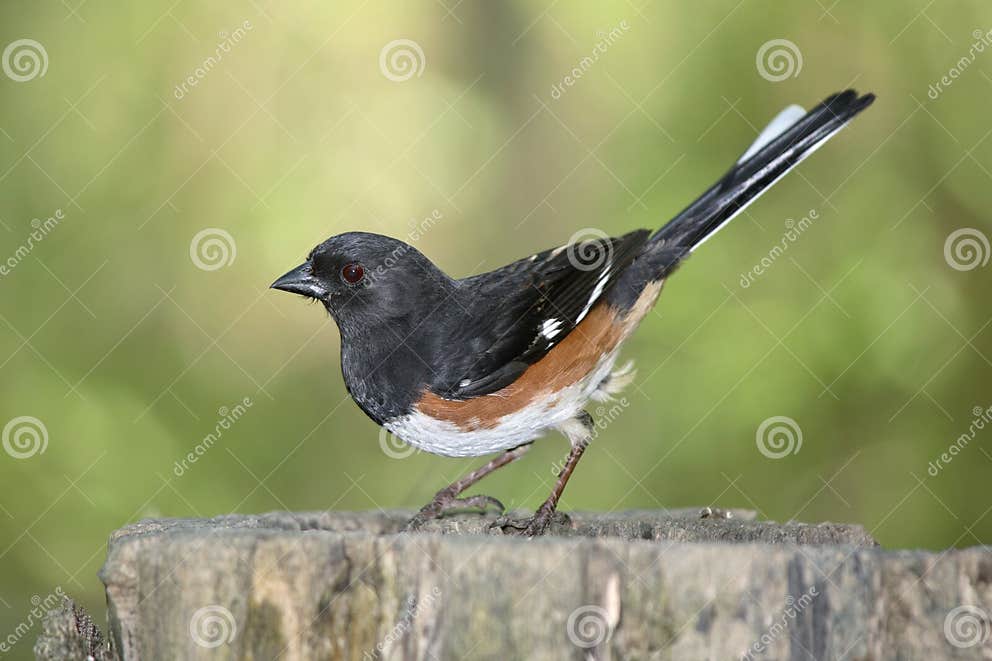 Rufous Sided Towhee stock image. Image of nature, biological - 9394957