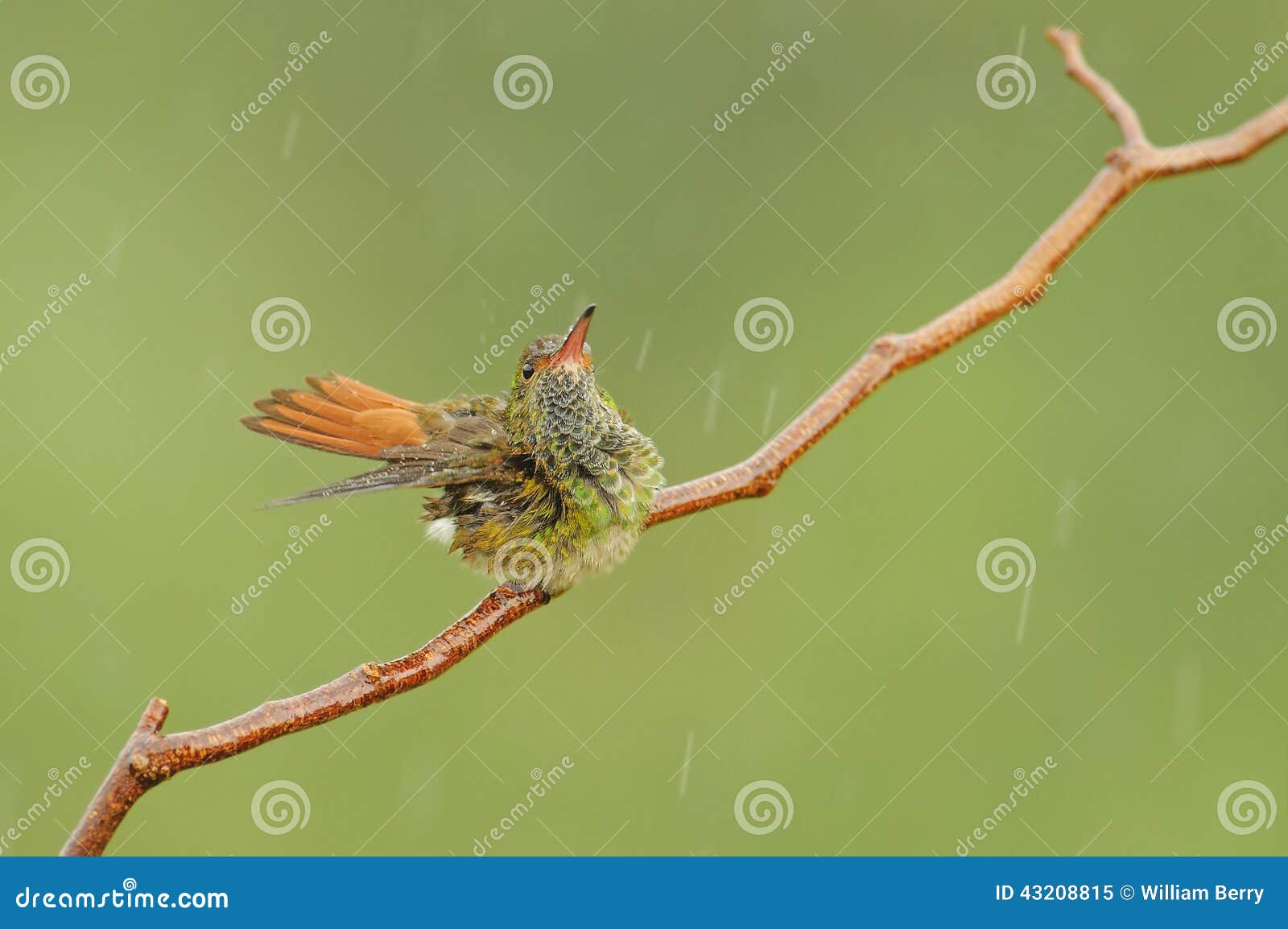 Rufous-tail bathing stock image. Image of outdoors, small - 43208815