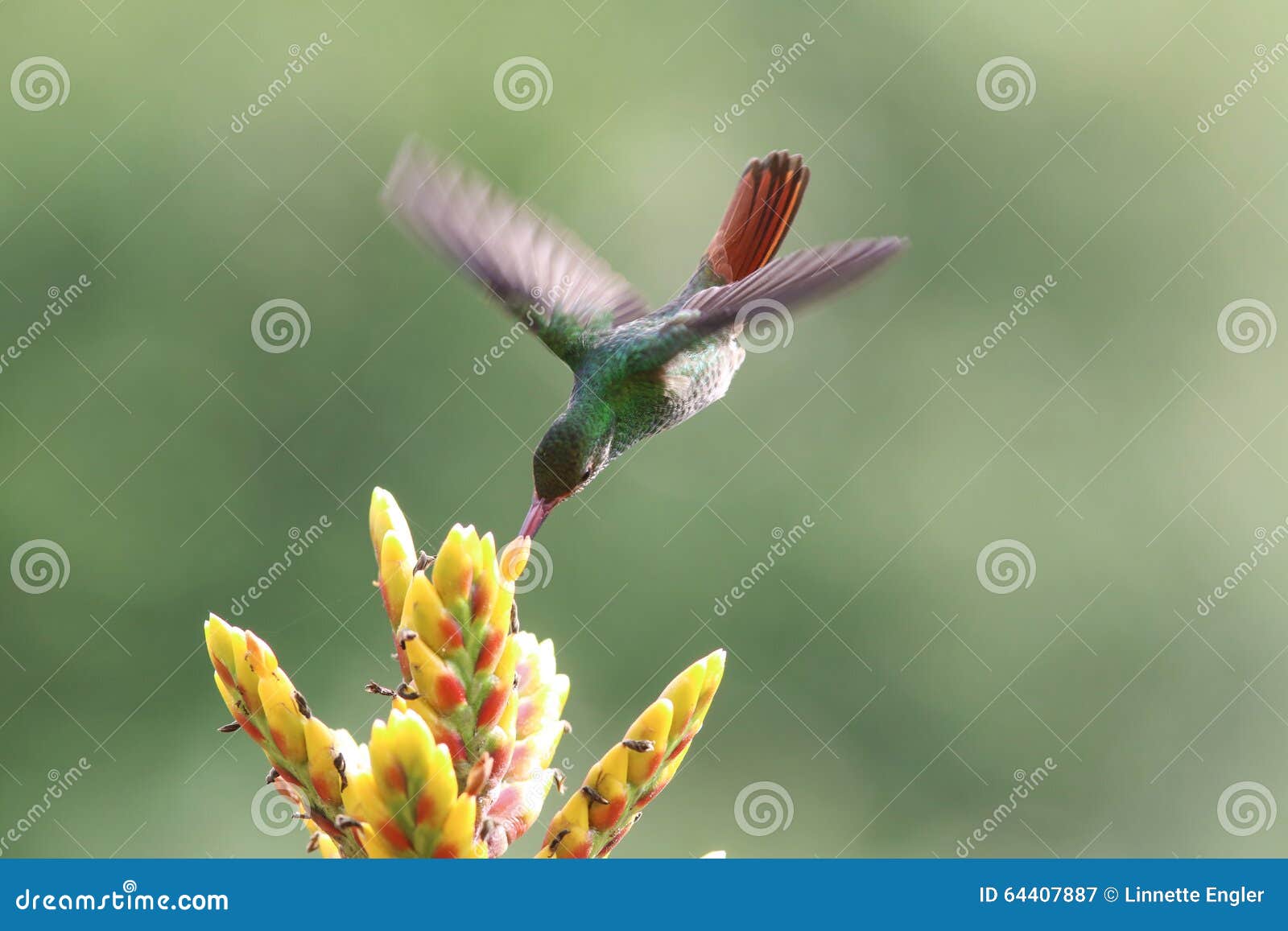 Rufous-tailed Hummingbird stock image. Image of feeding - 64407887