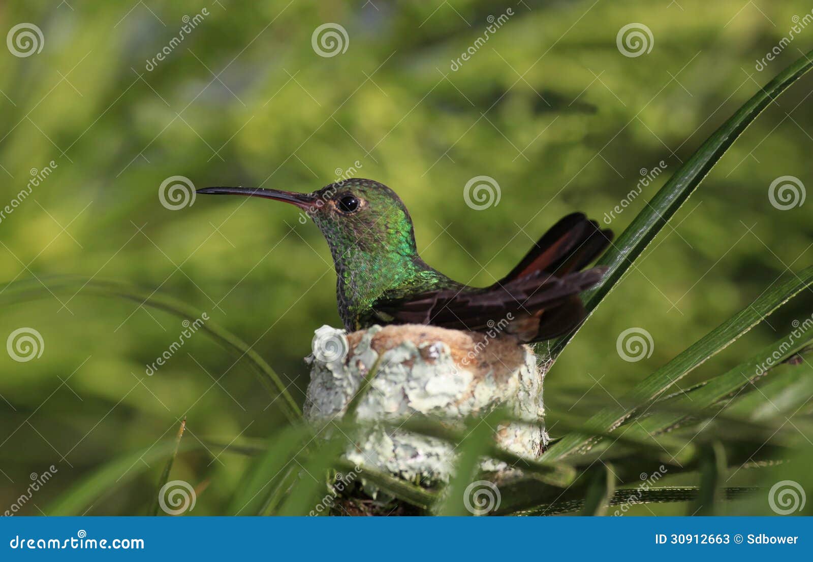 Rufous-tailed Hummingbird Sitting on it S Nest Stock Image - Image of ...