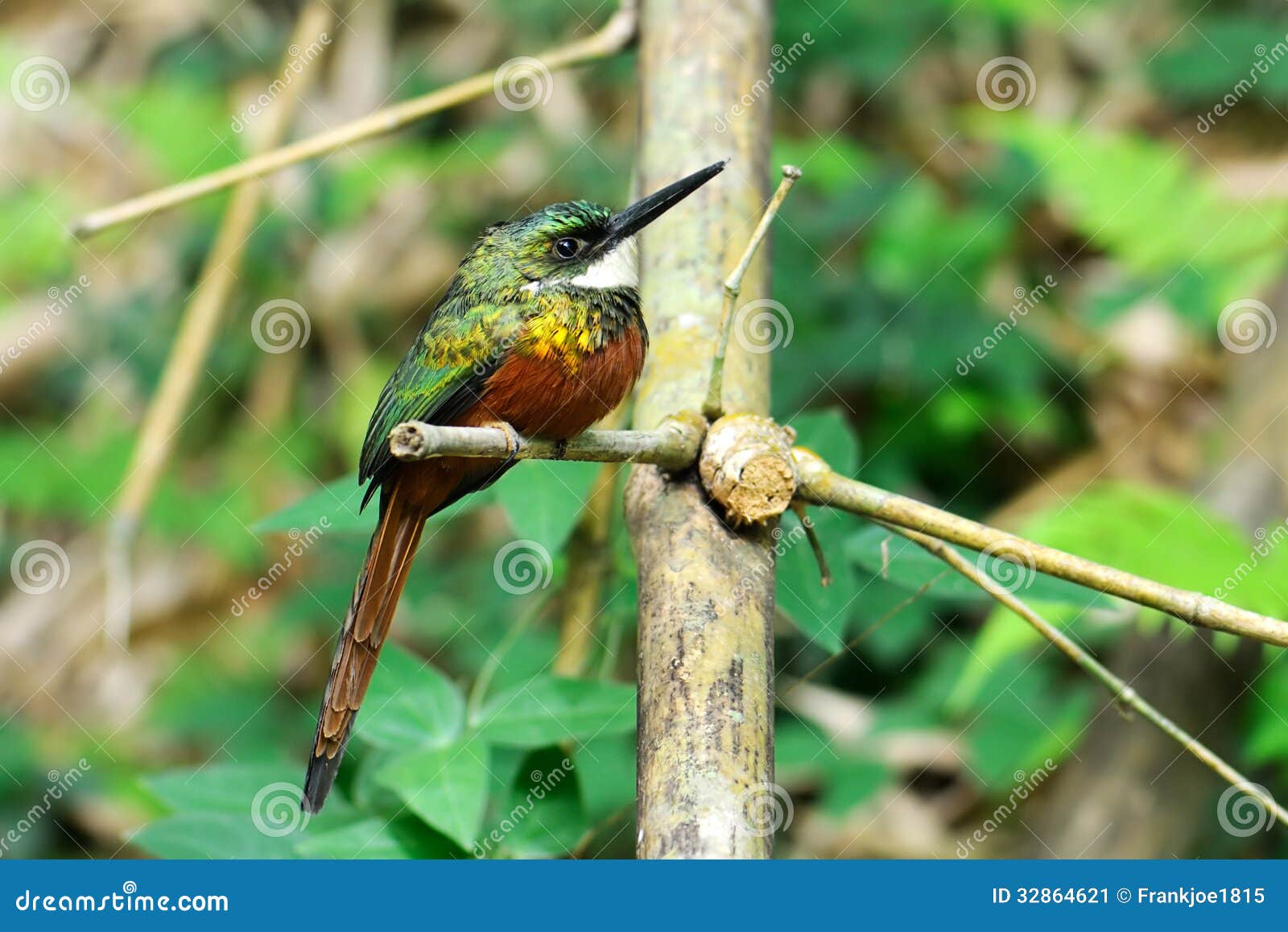 Rufous-tailed Jacamar (Galbula Ruficauda) Stock Image - Image of tree ...