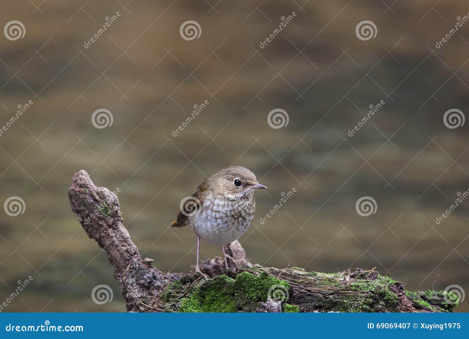Rufous-tailed Robin stock image. Image of feather, park - 69069407
