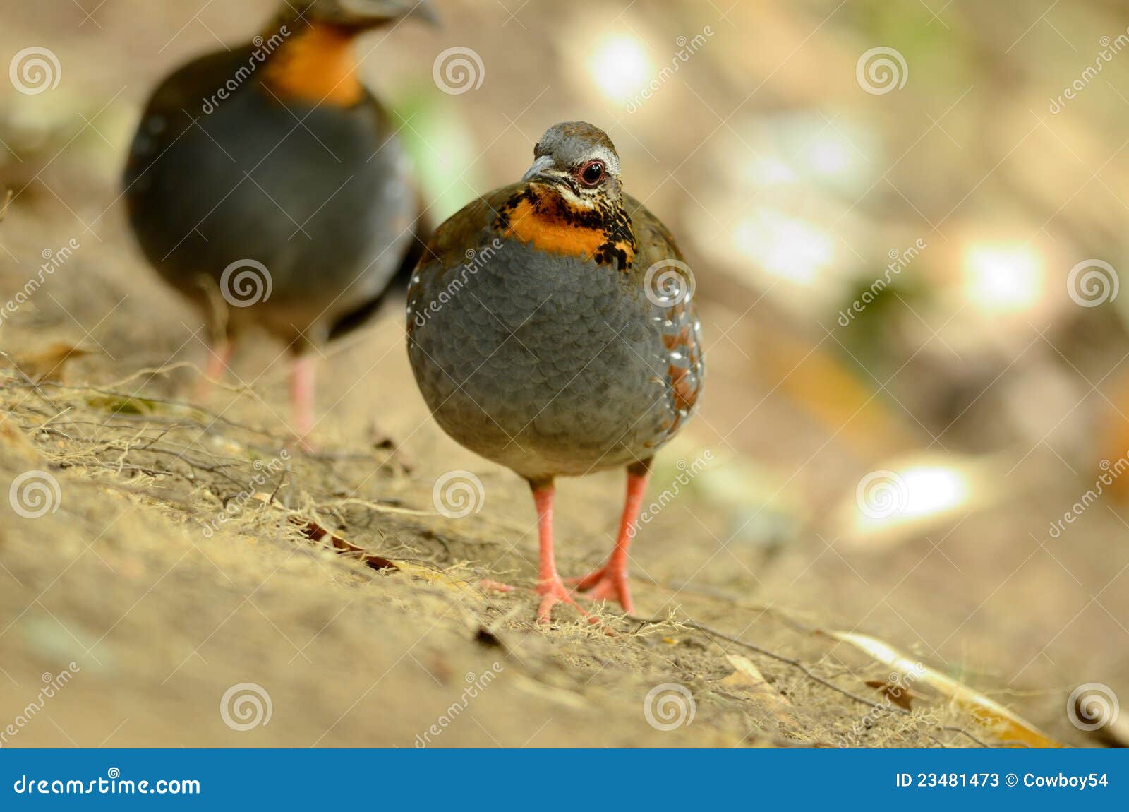 Rufous-throated partridge stock image. Image of green - 23481473