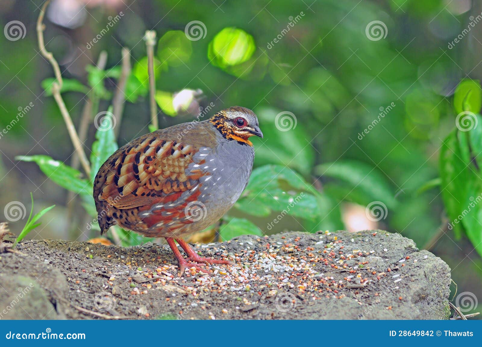 Rufous-throated Partridge stock photo. Image of national - 28649842