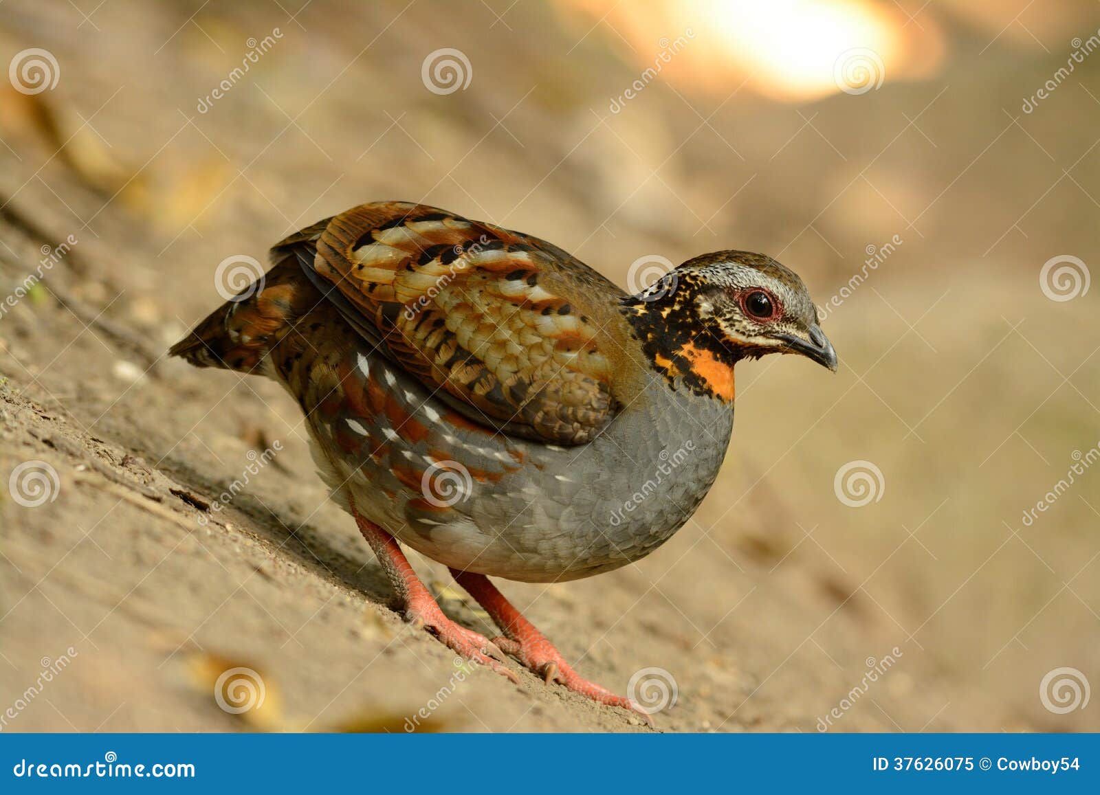 Rufous-throated partridge stock image. Image of birder - 37626075